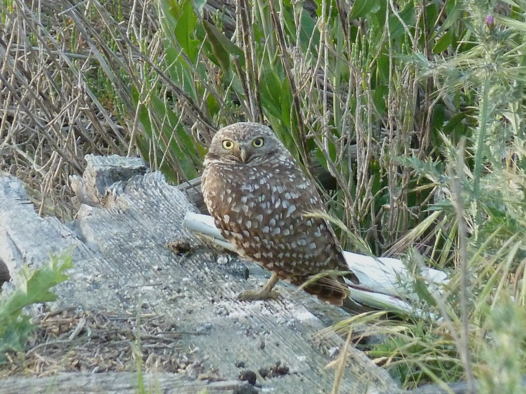 Montezuma Wetlands