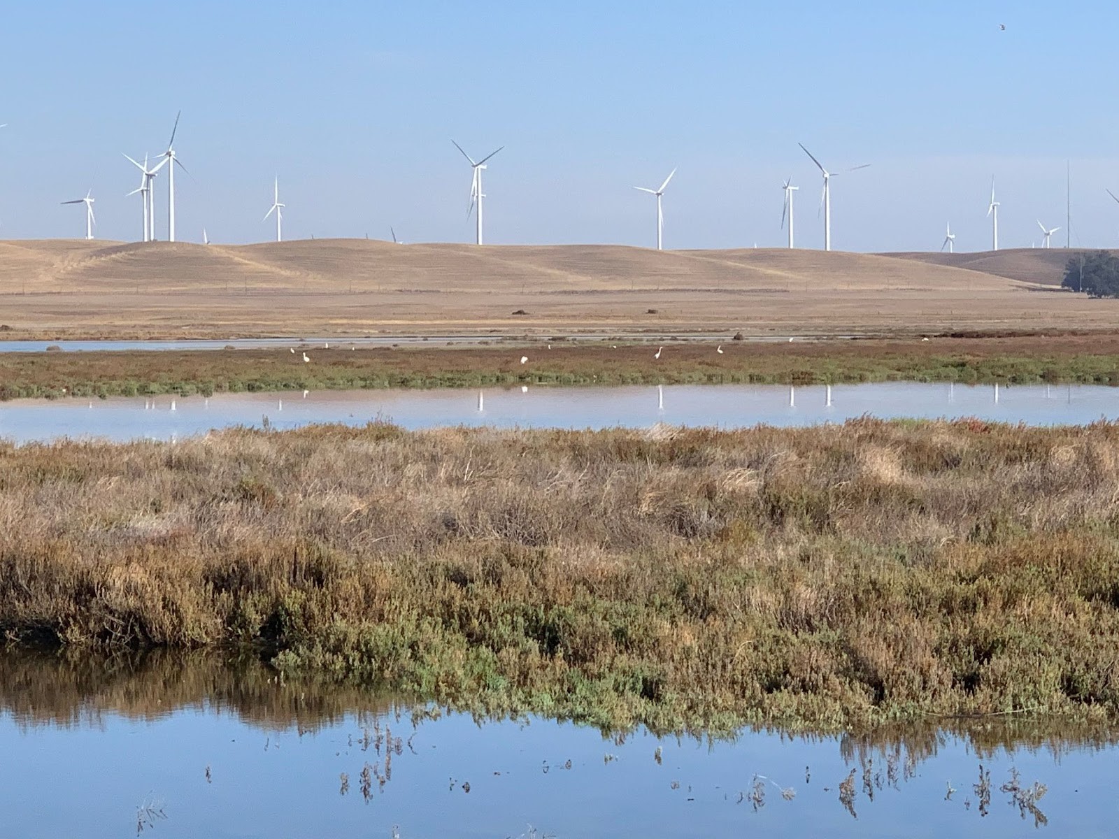 Early Phase 1 Results - Montezuma Wetlands